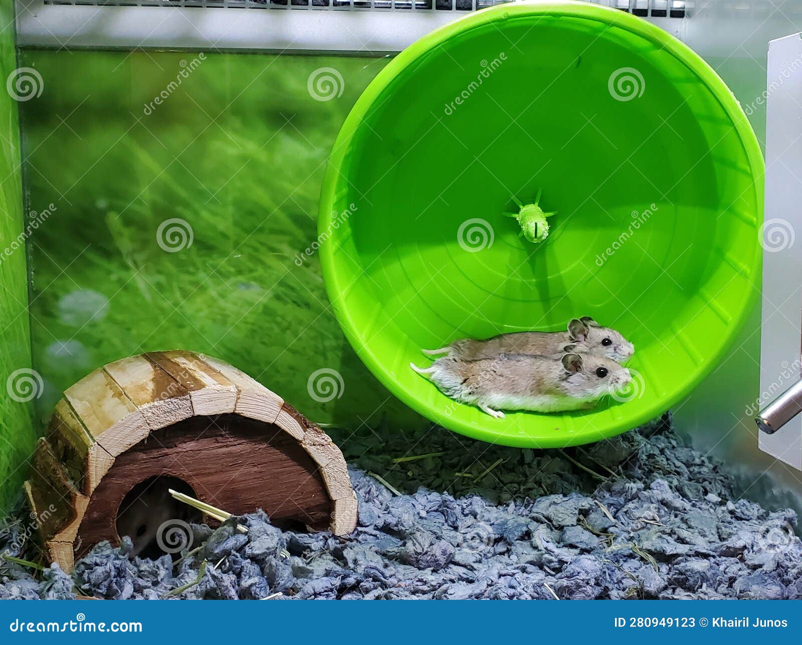 Two Chinese Hamster Running on the Exercise Toy Inside the Cage Stock ...