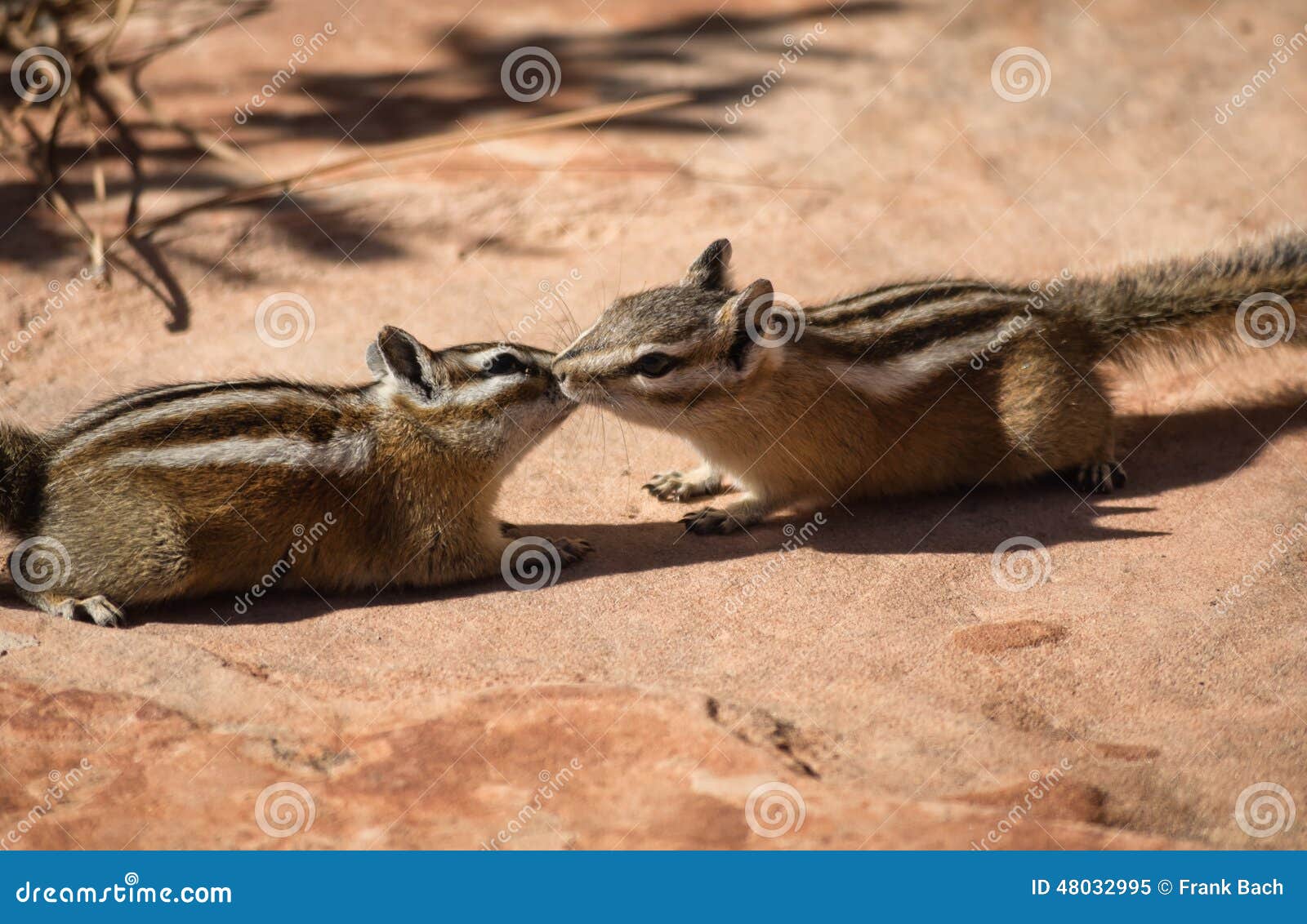 Two Chipmunks in Free Nature Stock Image - Image of feast, animal: 48032995