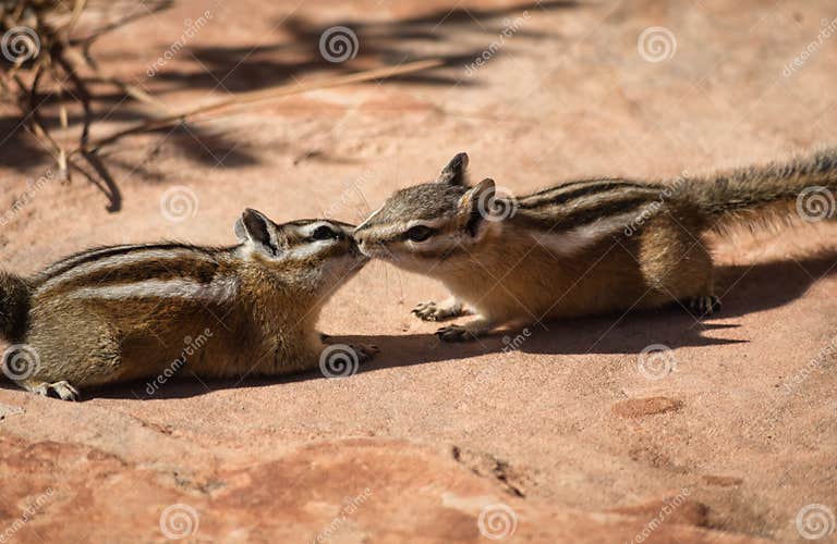 Two Chipmunks in Free Nature Stock Image - Image of feast, animal: 48032995