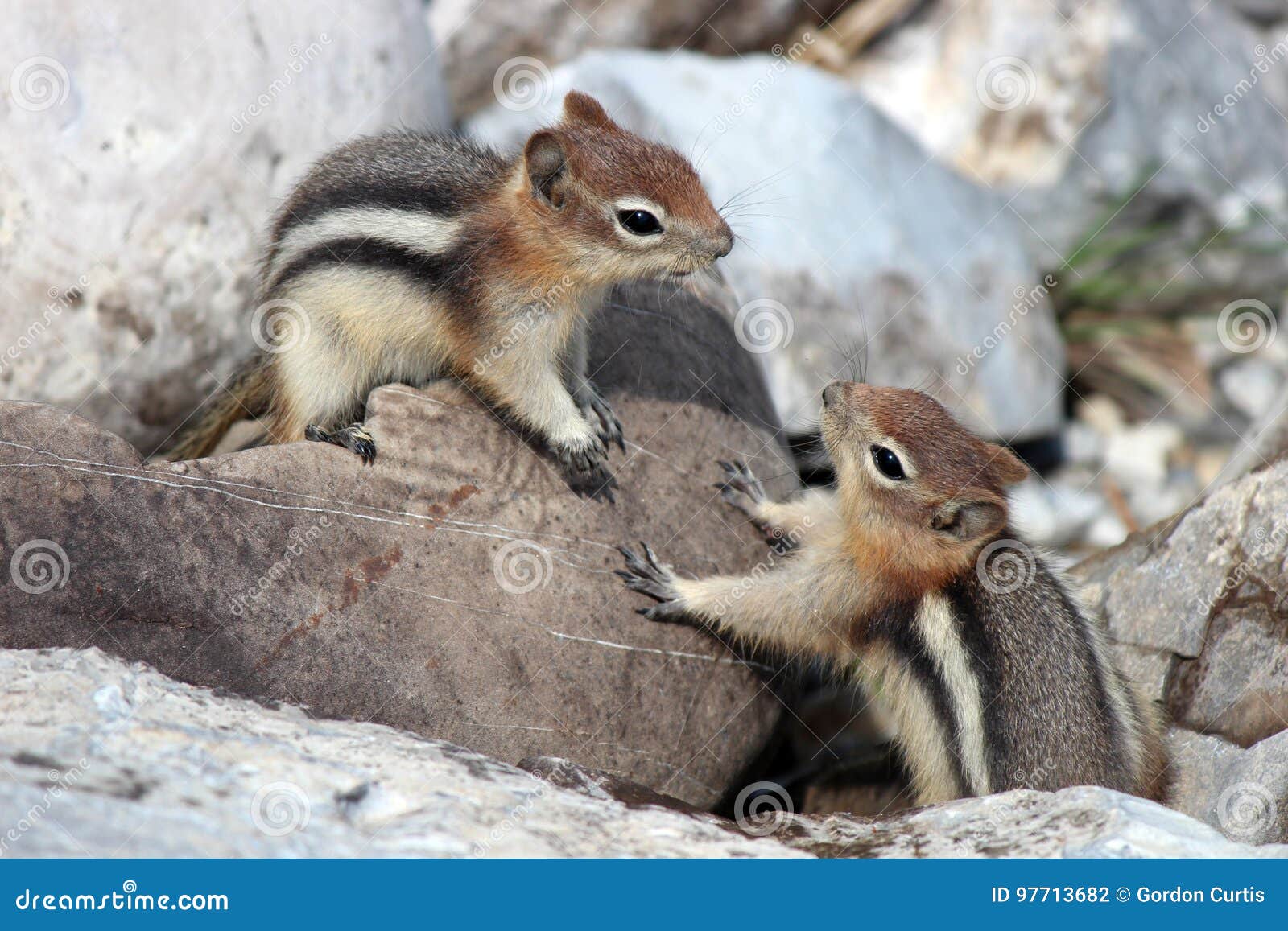 Two chipmunks stock photo. Image of chipmunks, wild, branch - 97713682