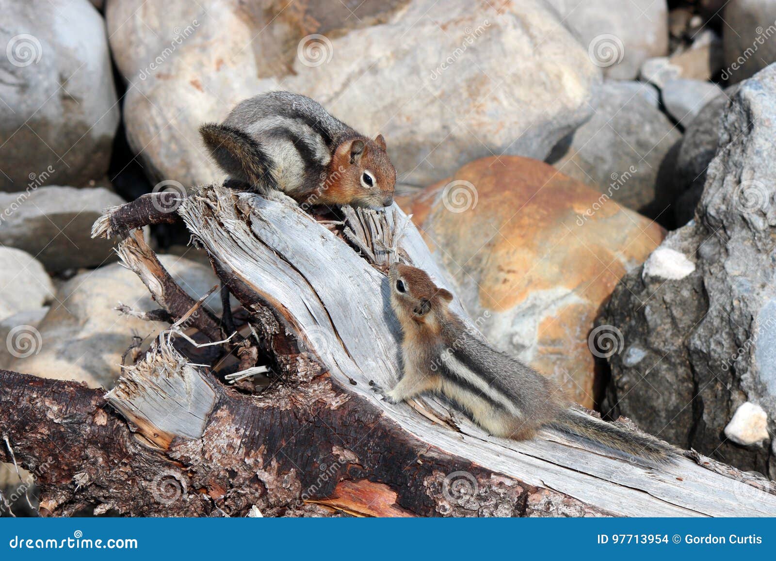 Two chipmunks stock photo. Image of squirrel, mammal - 97713954