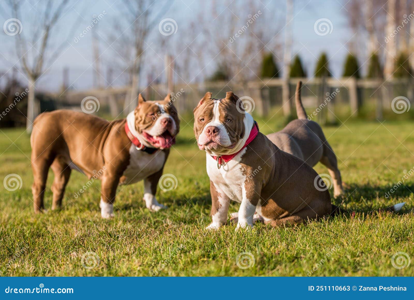 Two Chocolate Color American Bully Dogs are Walking Stock Image - Image ...