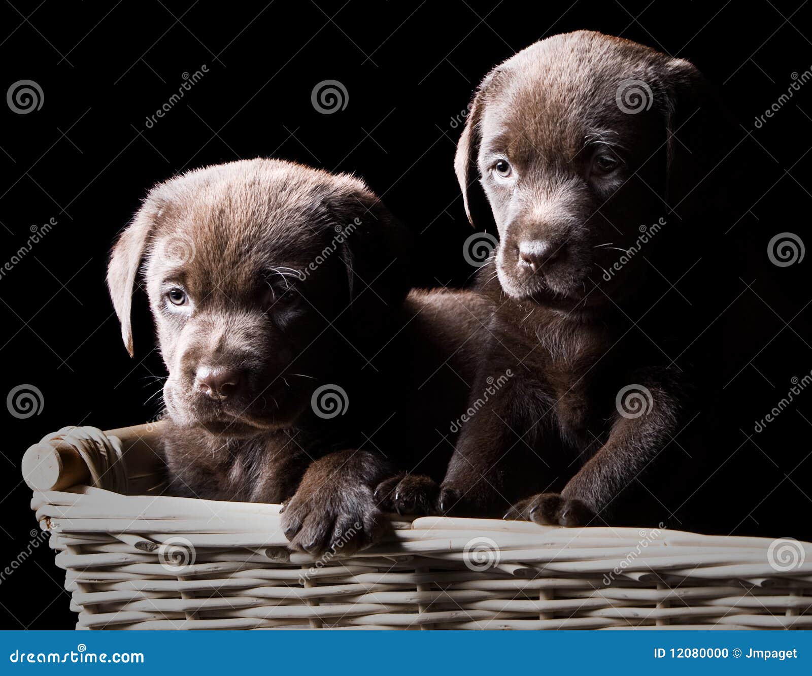 Two Chocolate Labrador Puppies in a Basket Stock Photo - Image of ...