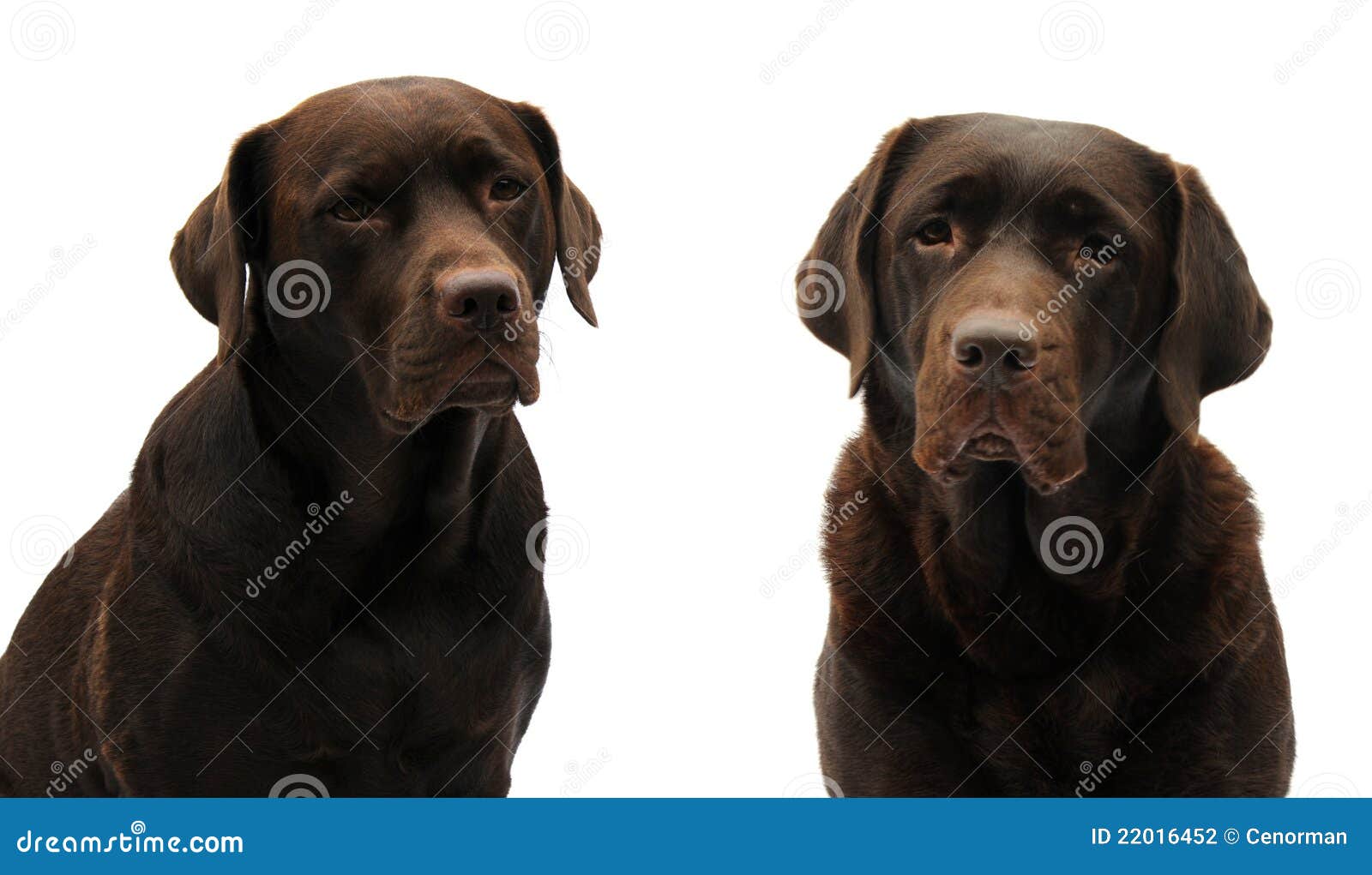Two chocolate labradors stock photo. Image of adults - 22016452