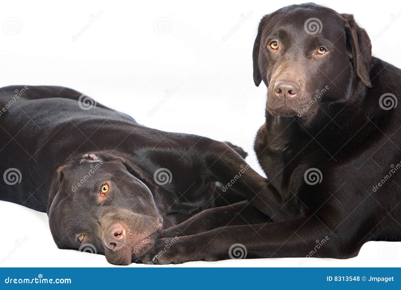 Two Chocolate Labradors Lying Down Stock Photo - Image of lying ...