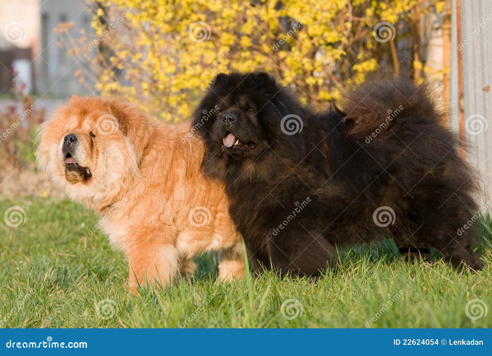 Two Chow-Chow dogs posing stock photo. Image of family - 22624054