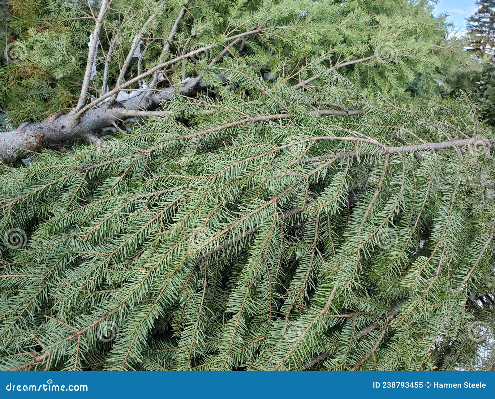 Two Christmas Trees on Their Side Stock Image - Image of vegetation ...