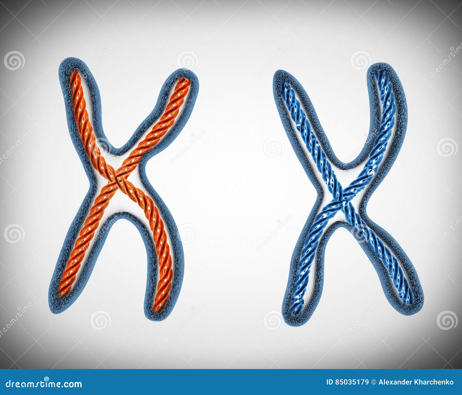 Two Chromosomes. 3d Rendering Stock Illustration - Illustration of body ...