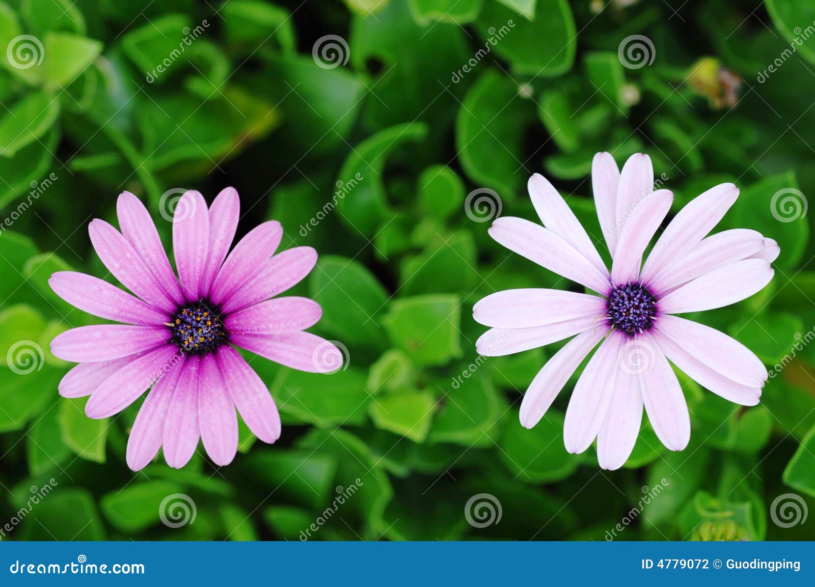 Two chrysanthemum stock photo. Image of close, beautiful - 4779072