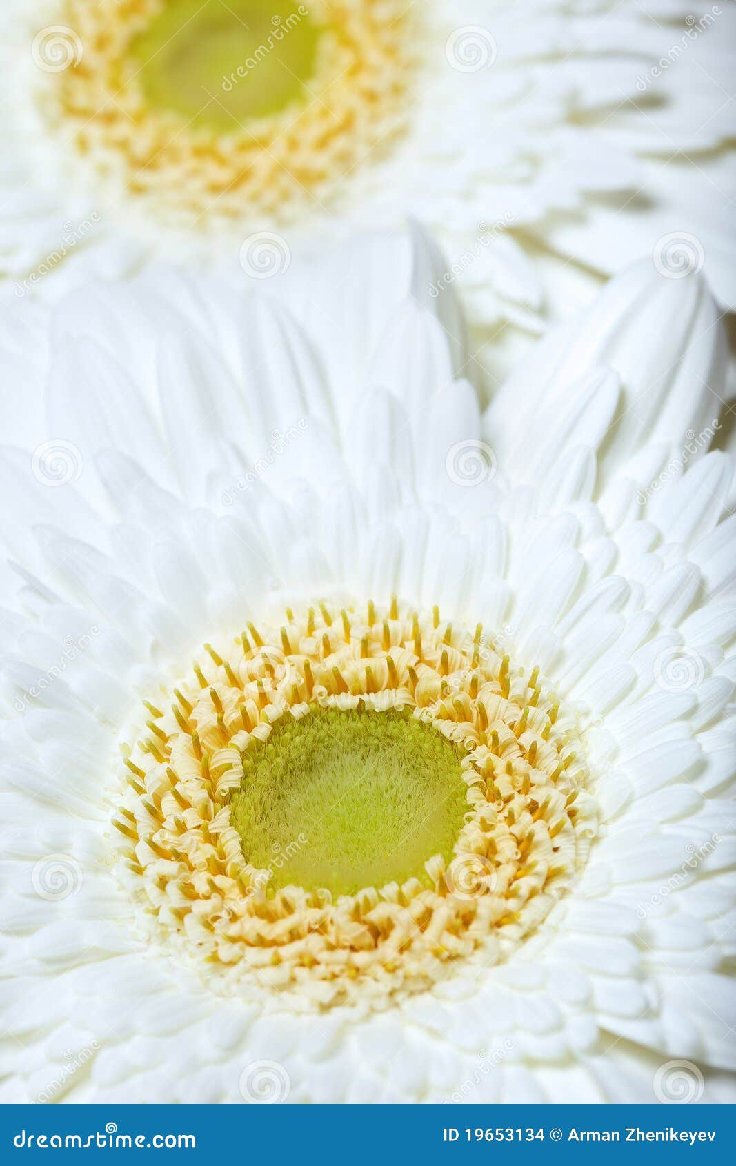Two Chrysanthemum flowers stock photo. Image of daisy - 19653134