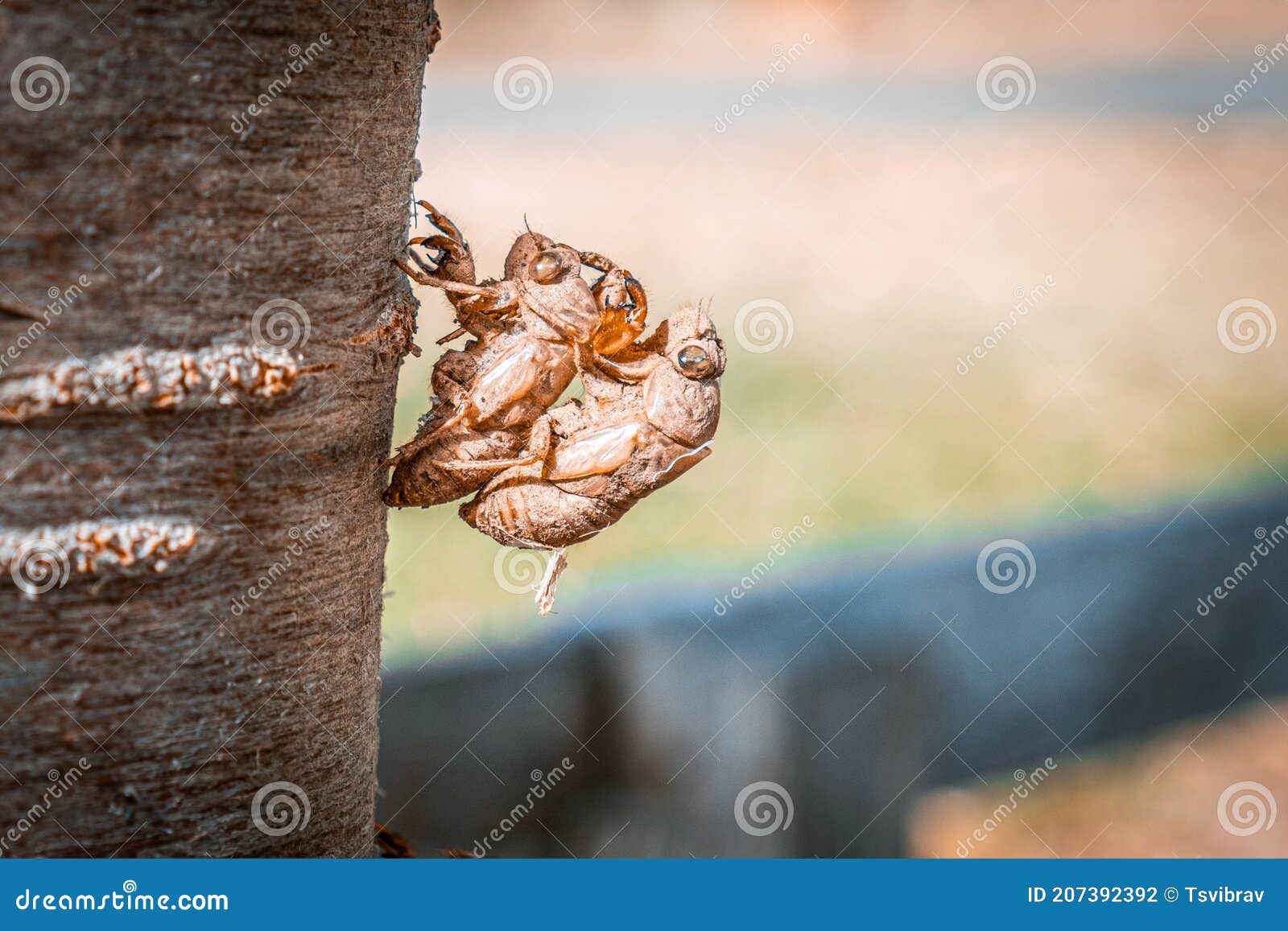Two Cicada Exoskeletons on Top of Another. Stock Photo - Image of ...