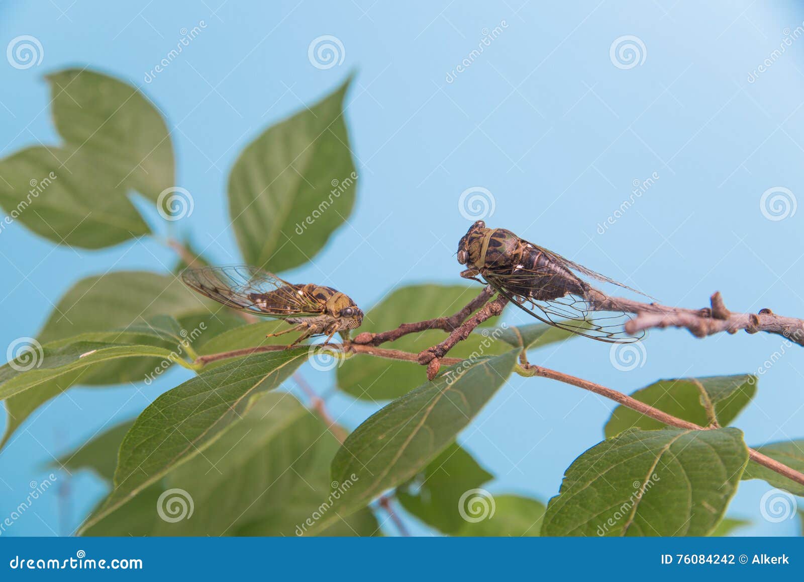 Two Cicadas on a Leafy Branch Stock Photo - Image of body, cicada: 76084242