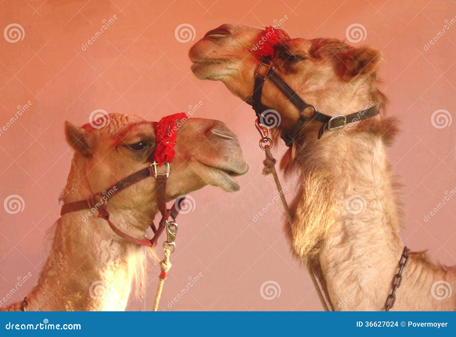 Two Circus Camels stock photo. Image of proud, circus - 36627024