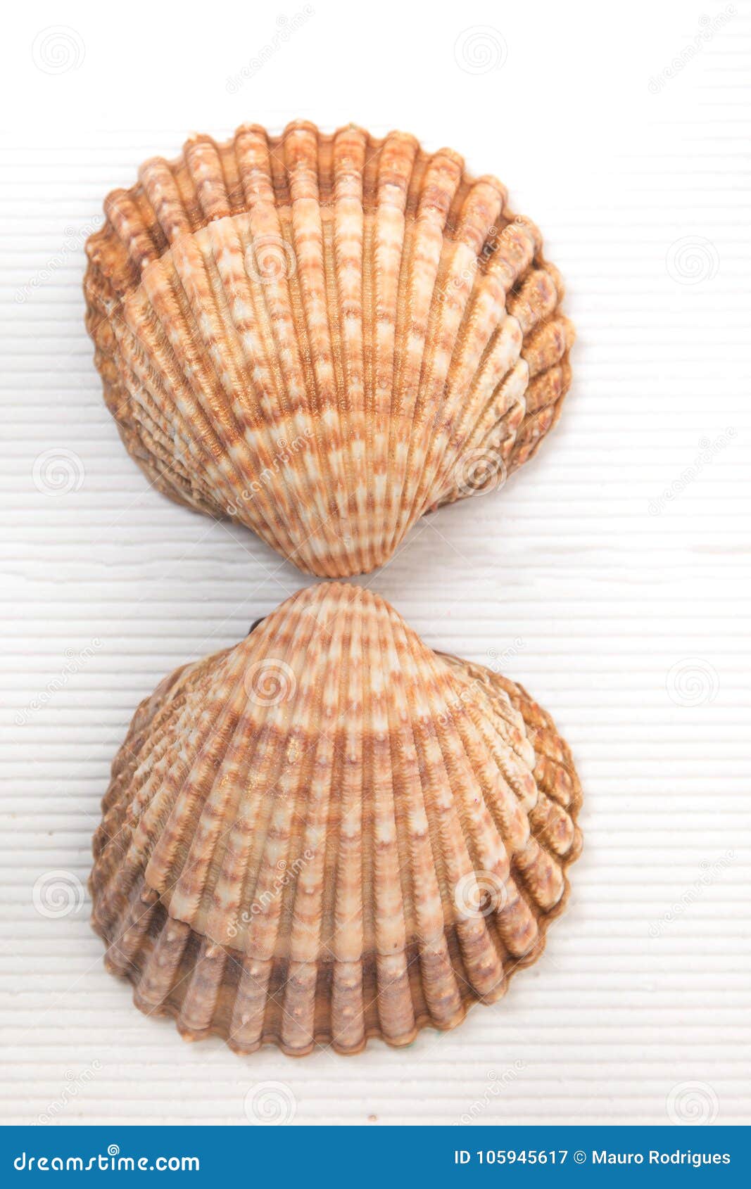 Two shells isolated stock image. Image of design, shell - 105945617