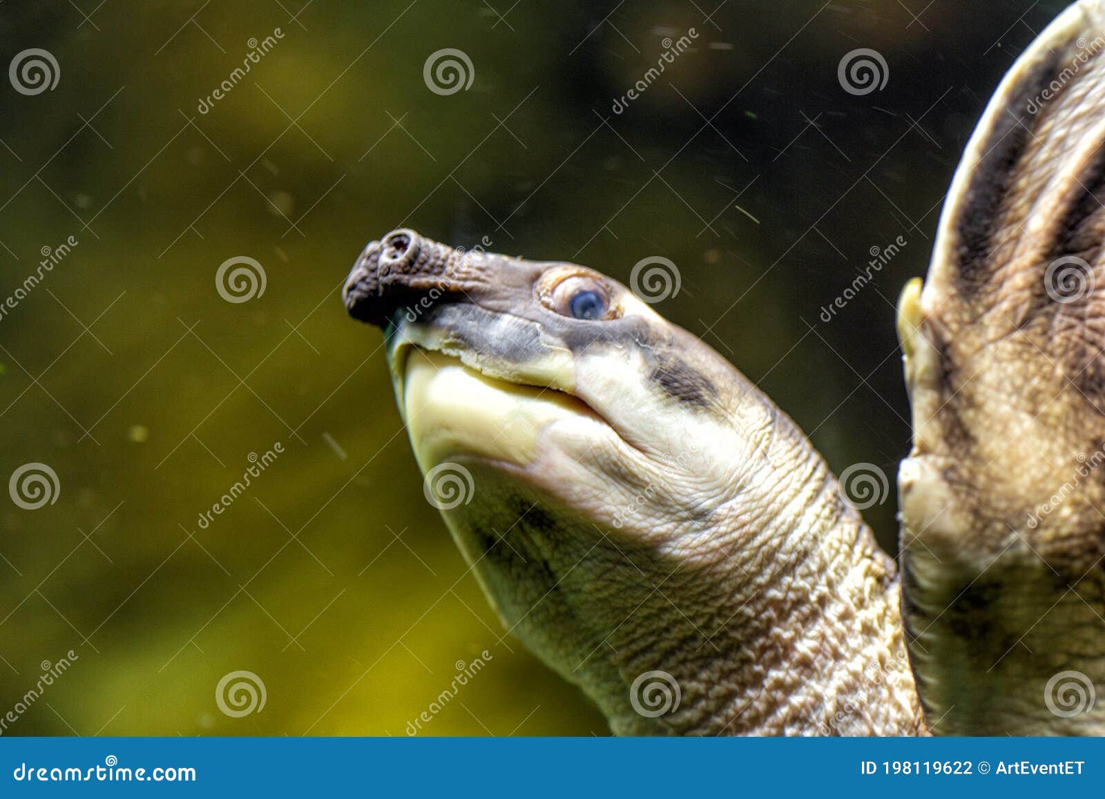 Two-clawed Pork Turtle Carettochelys Insculpta Stock Photo - Image of ...