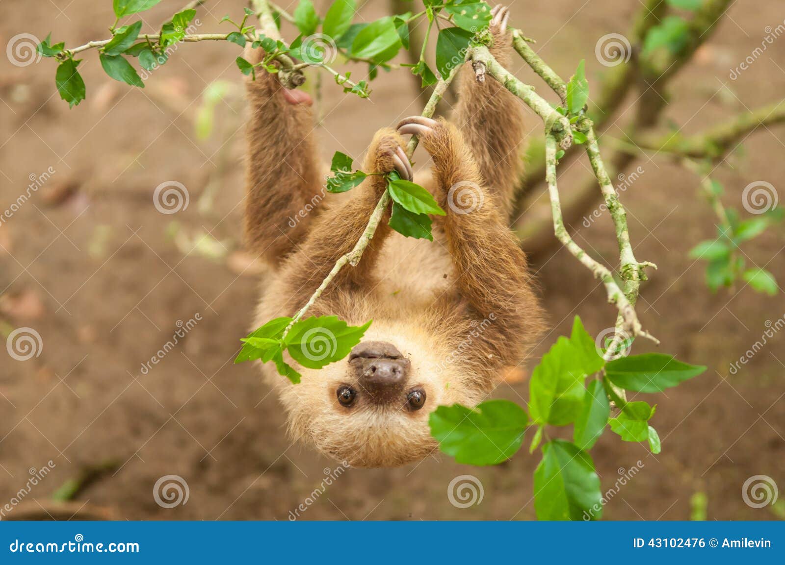 Sloth Upside Down