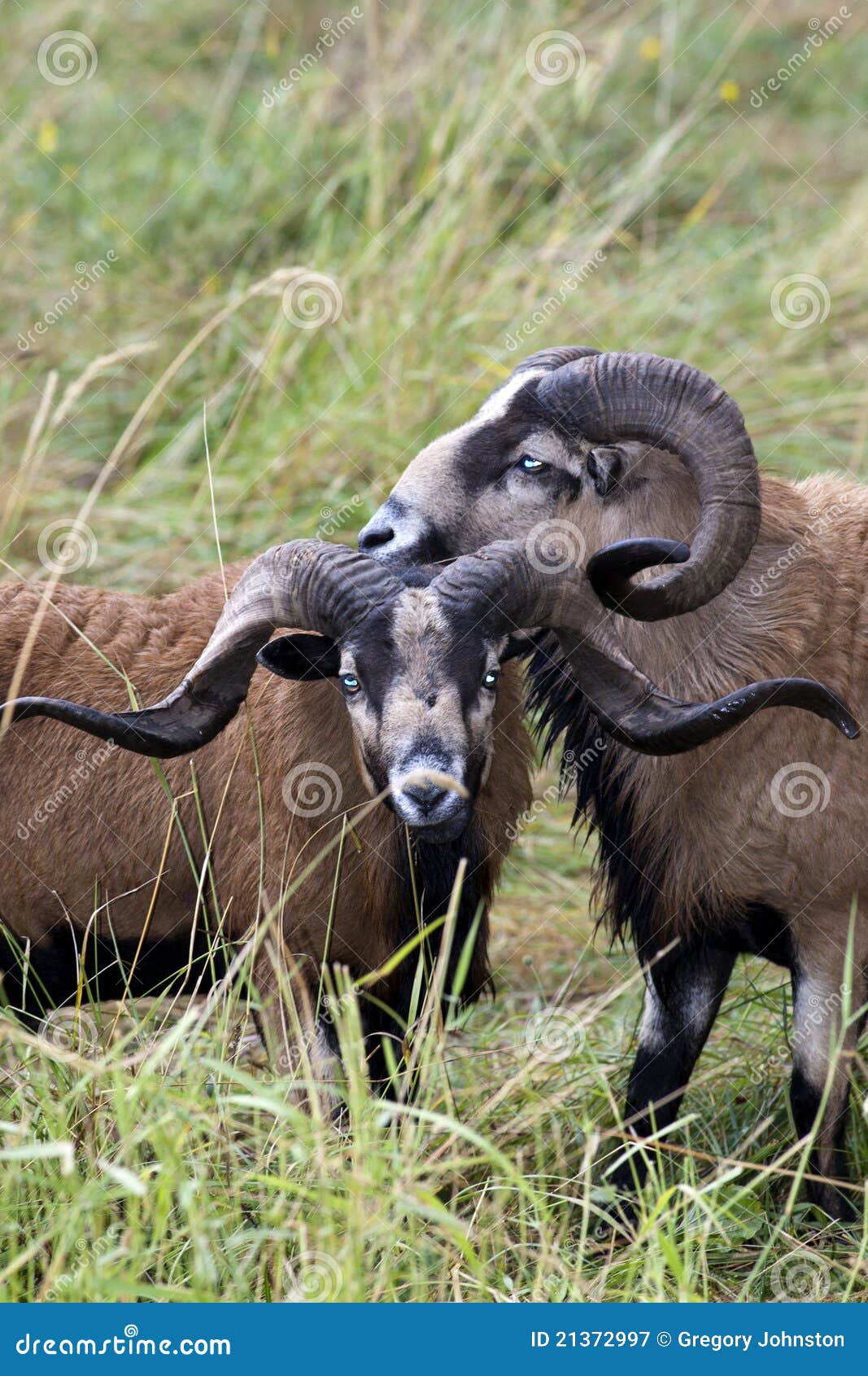 Close-up American National Flag. Memorial Day, Labour Day, Independence ...