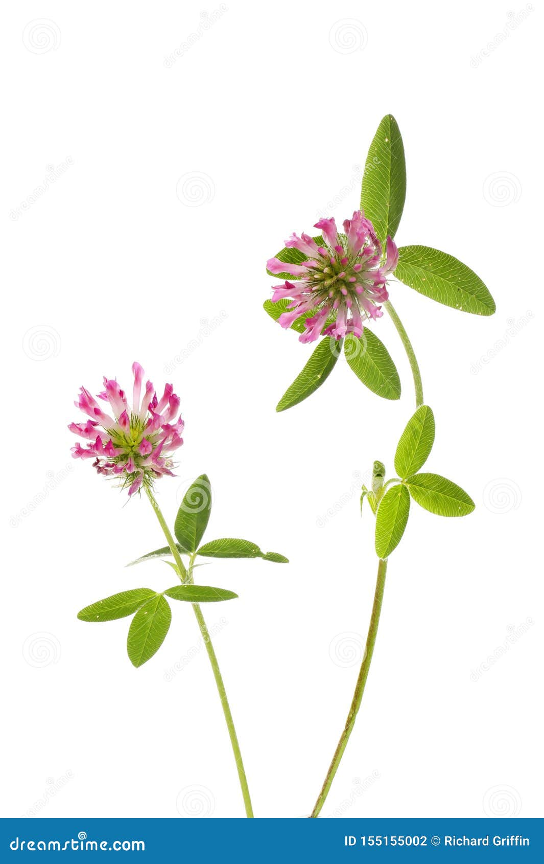 Two clover plants stock photo. Image of blossom, stem - 155155002