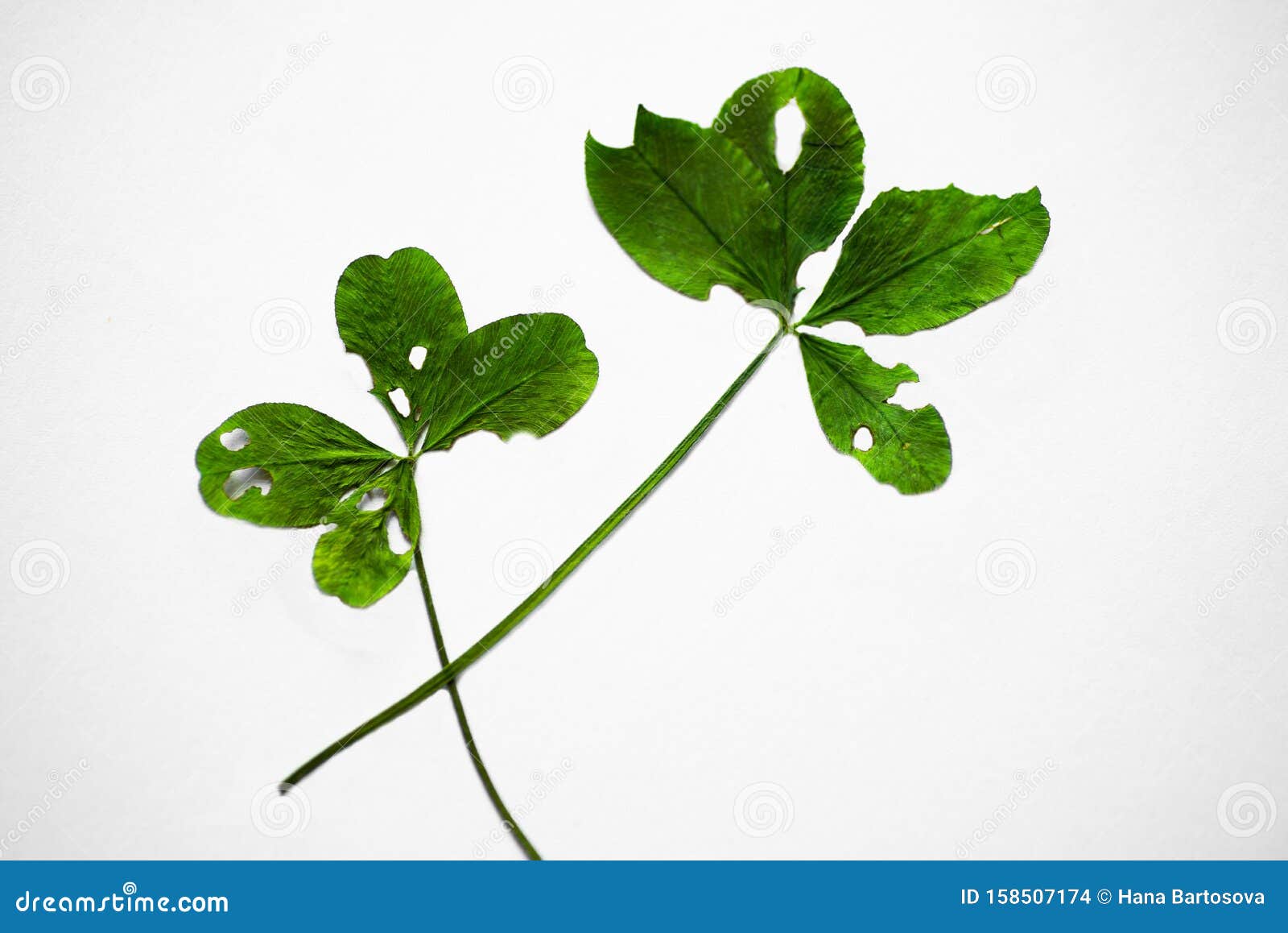 Two Cloverlef on White Background. Stock Photo - Image of patter, happy ...