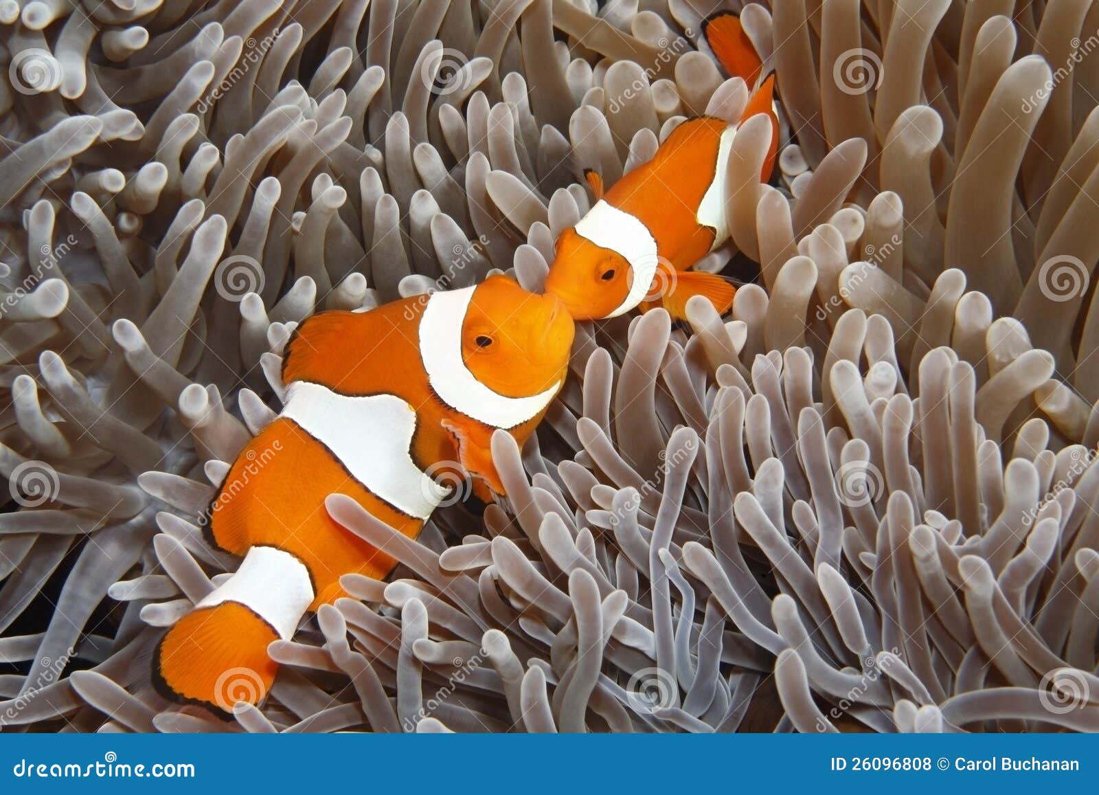 Two Clown Anemonefish stock photo. Image of solomon, tropical - 26096808