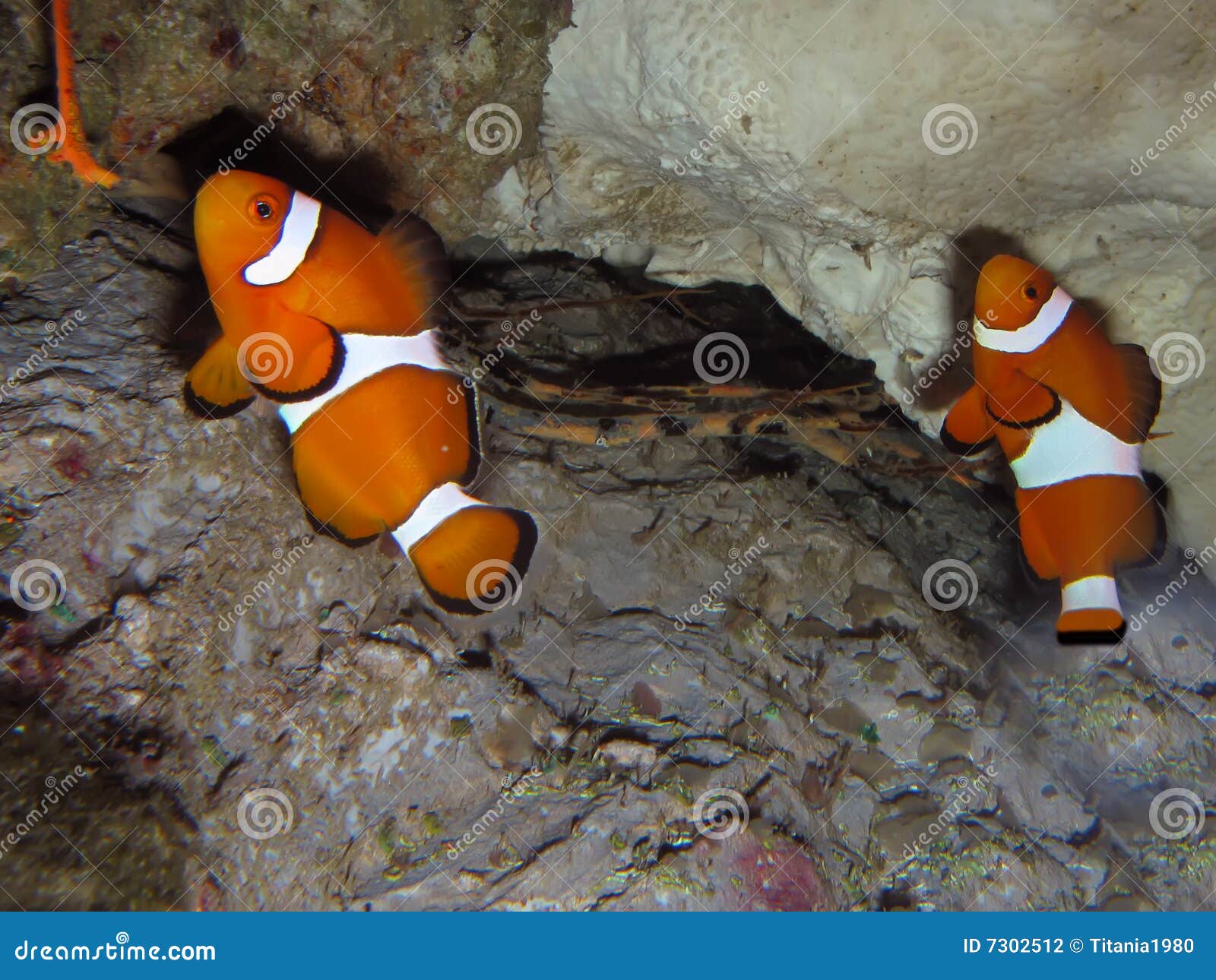 Two clown fishes stock photo. Image of habitat, orange - 7302512