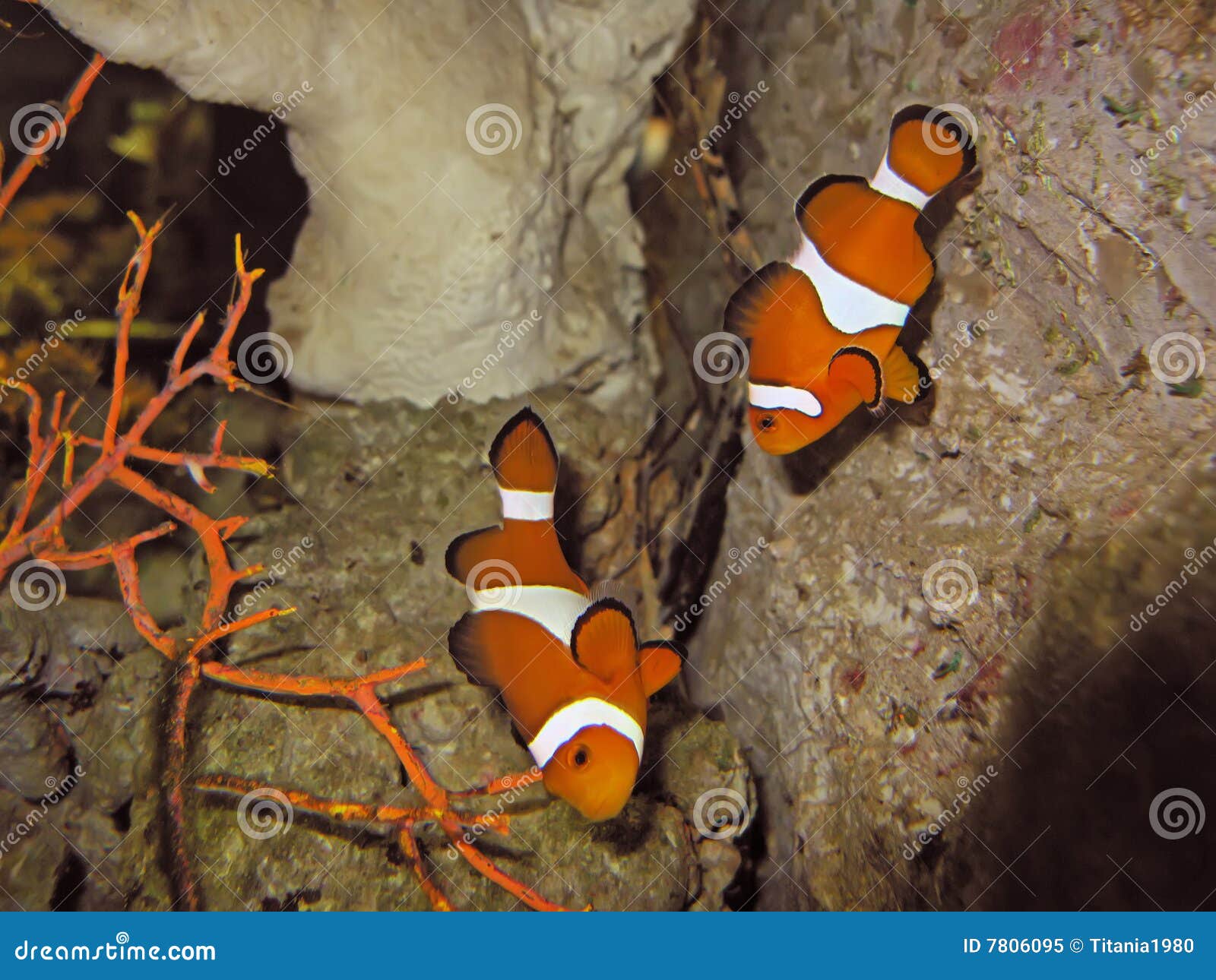 Two clown fishes stock image. Image of coral, underwater - 7806095