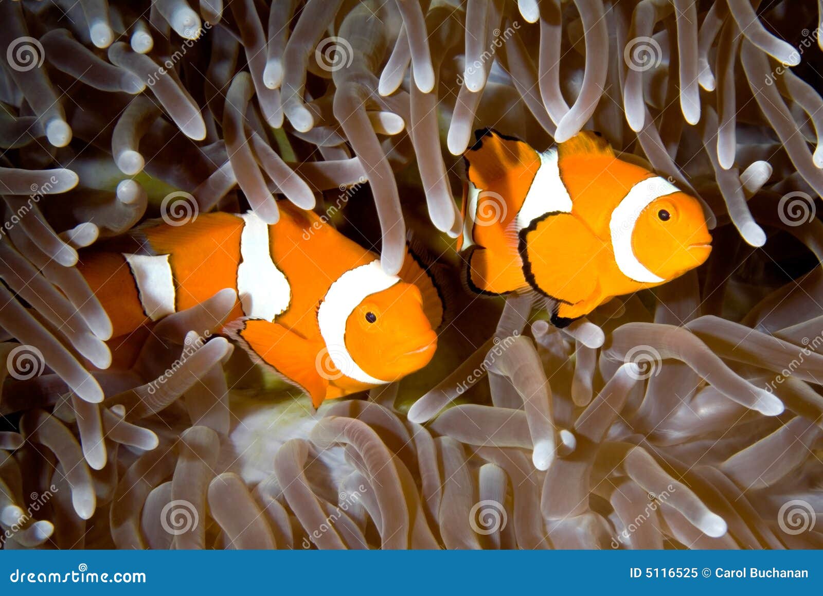 Two Clownfish stock image. Image of tentacles, tropical - 5116525