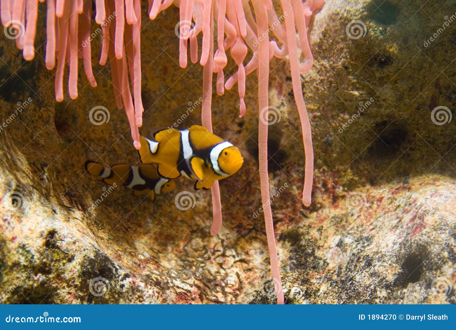 Two Clownfish and Pink Anemonie Stock Photo - Image of anemones, hide ...