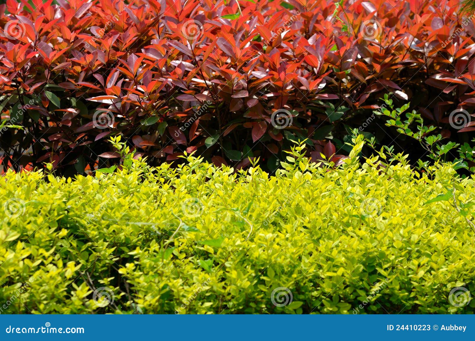 Two Clump of Foliage Plants Stock Image - Image of leaf, beauty: 24410223