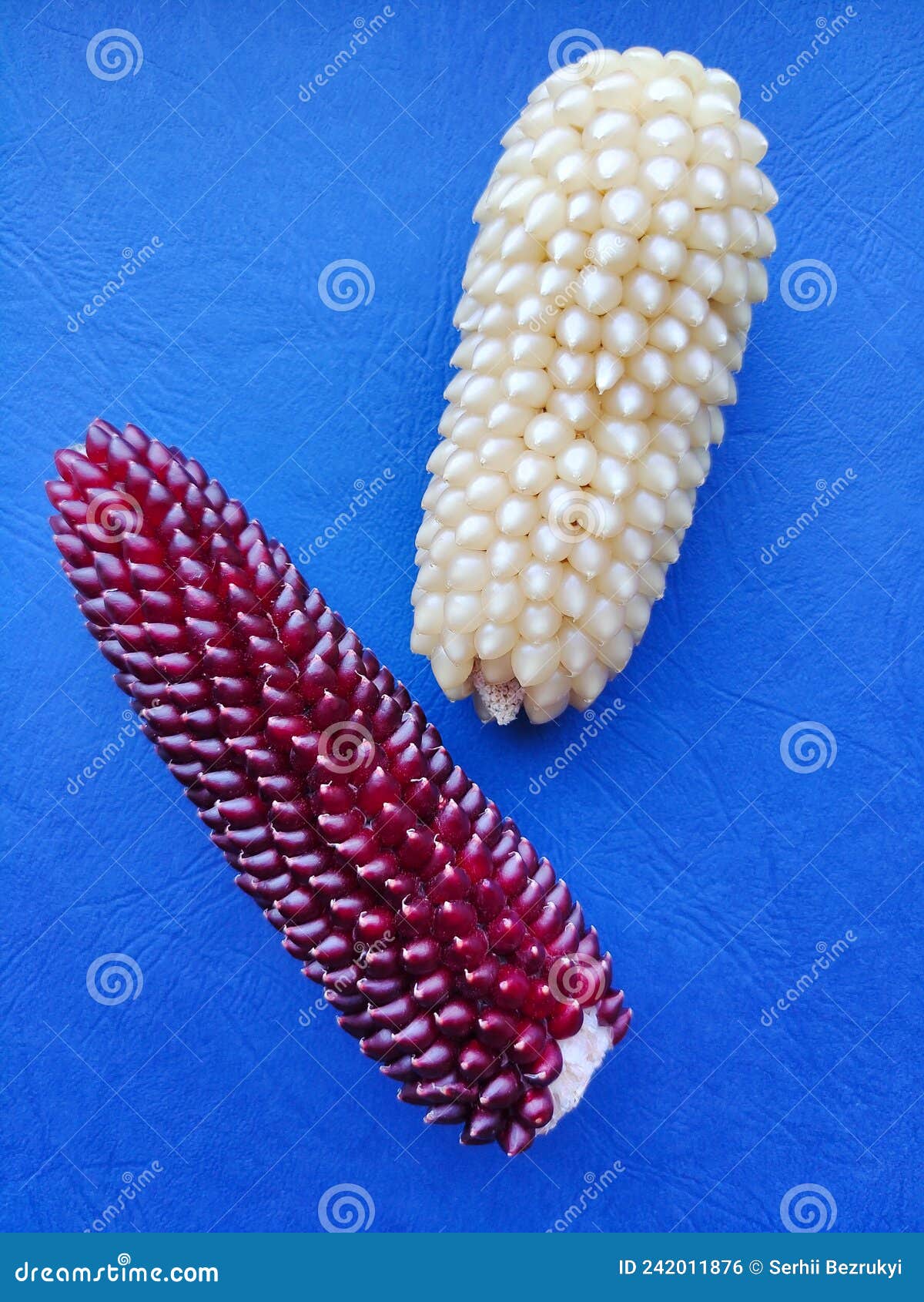 Two Cobs of Corn for Popcorn of Different Colors and Varieties on a ...