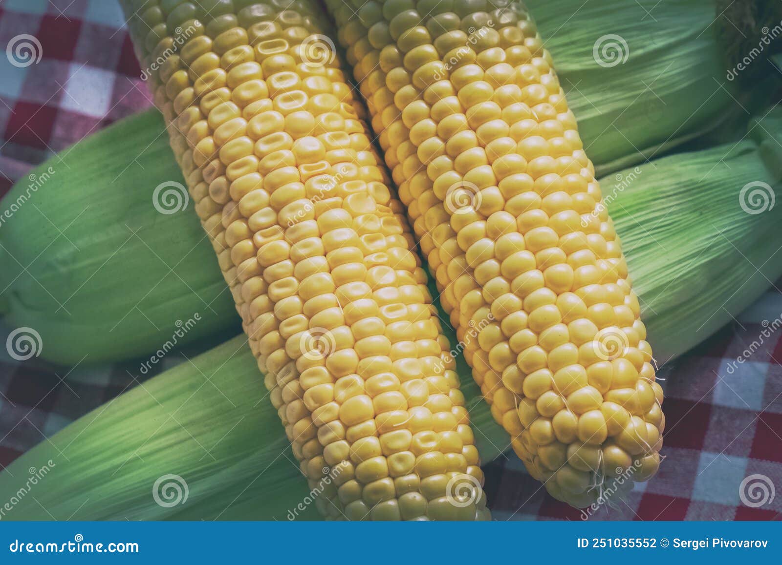 Two Cobs of Fresh Yellow Young Corn with Leaves Close Up Toned Design ...