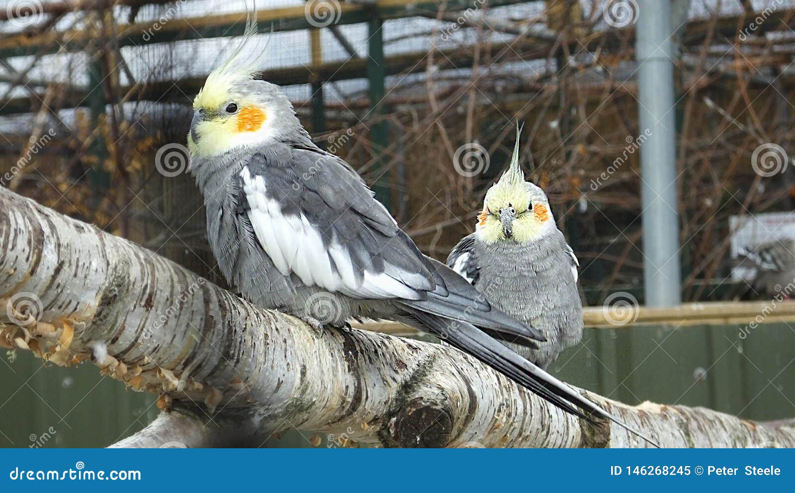 Two Cockatiels Bird Sanctuary Stock Image - Image of blackbird, black ...