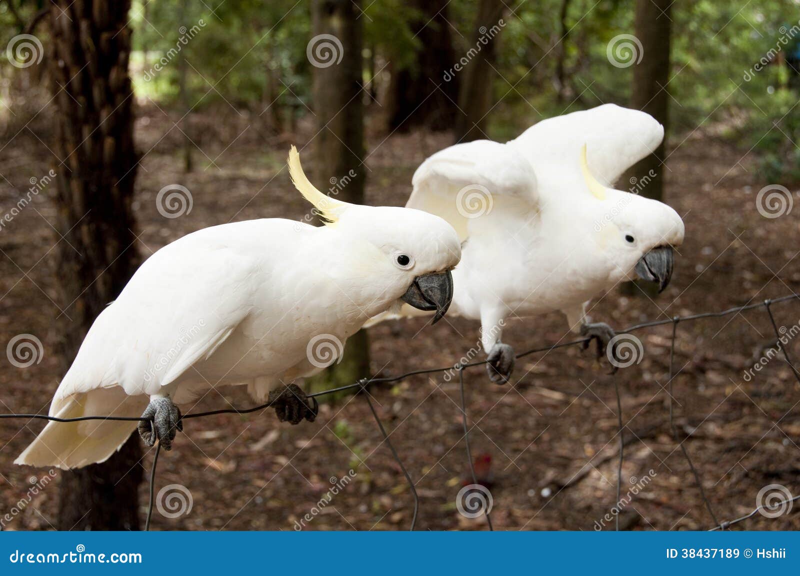 Two cockatoos stock image. Image of australian, crested - 38437189