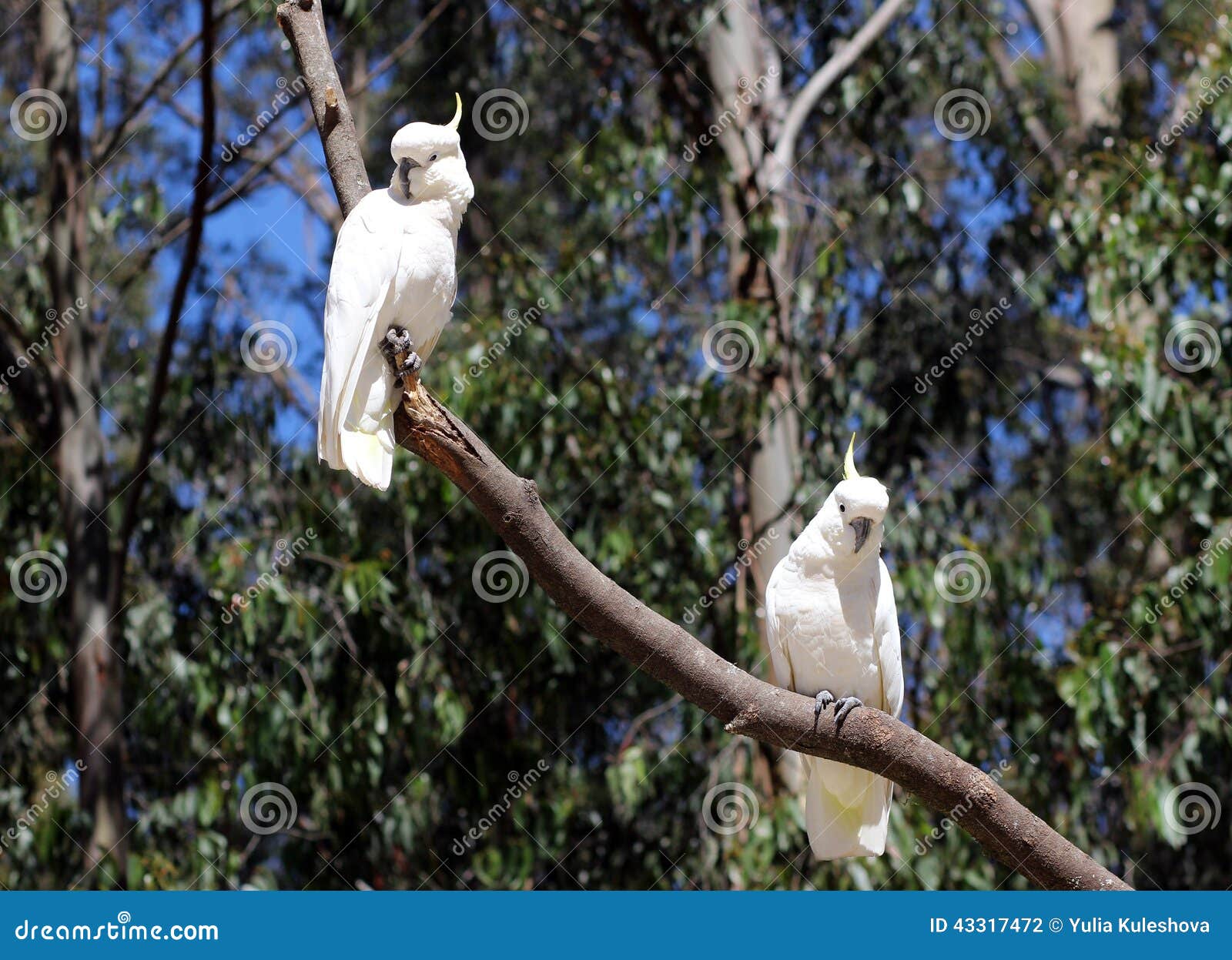 Two cockatoos on a tree stock photo. Image of pretty - 43317472