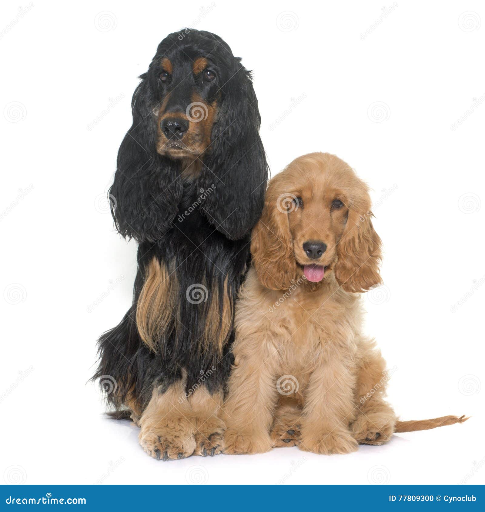 Two Cocker Spaniels Stock Photos - Download 98 Royalty Free Photos