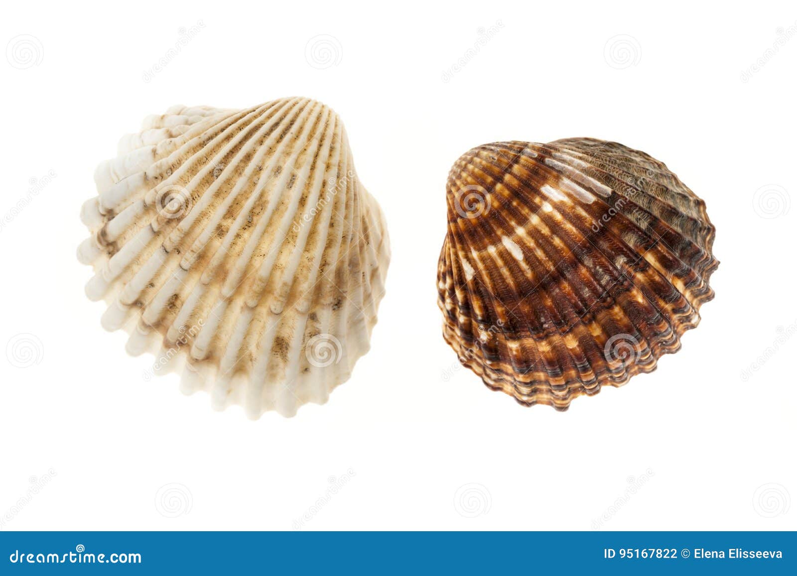 Two cockle shells stock photo. Image of closeup, shells - 95167822