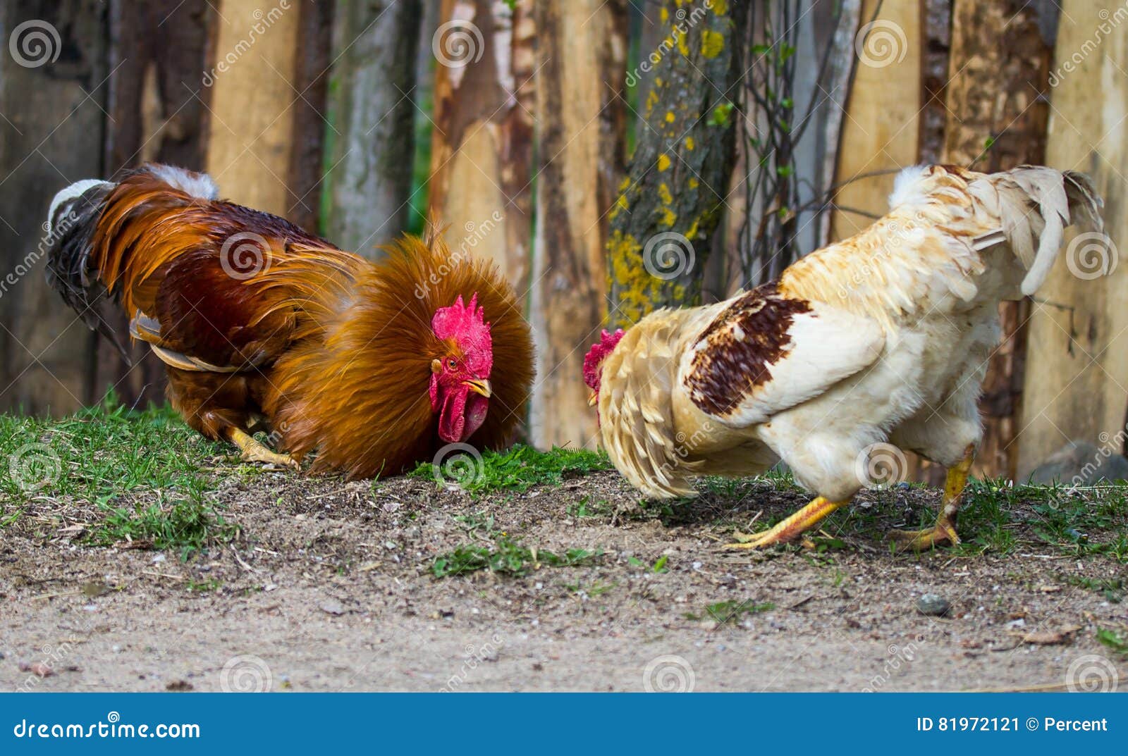 Two preparing to fight stock image. Image of animals - 81972121