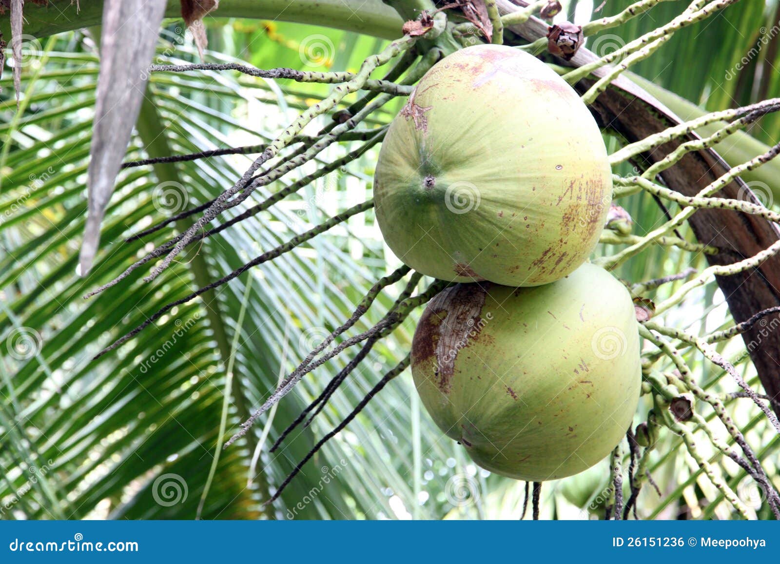 Two coconut. stock photo. Image of tree, ocean, natural - 26151236