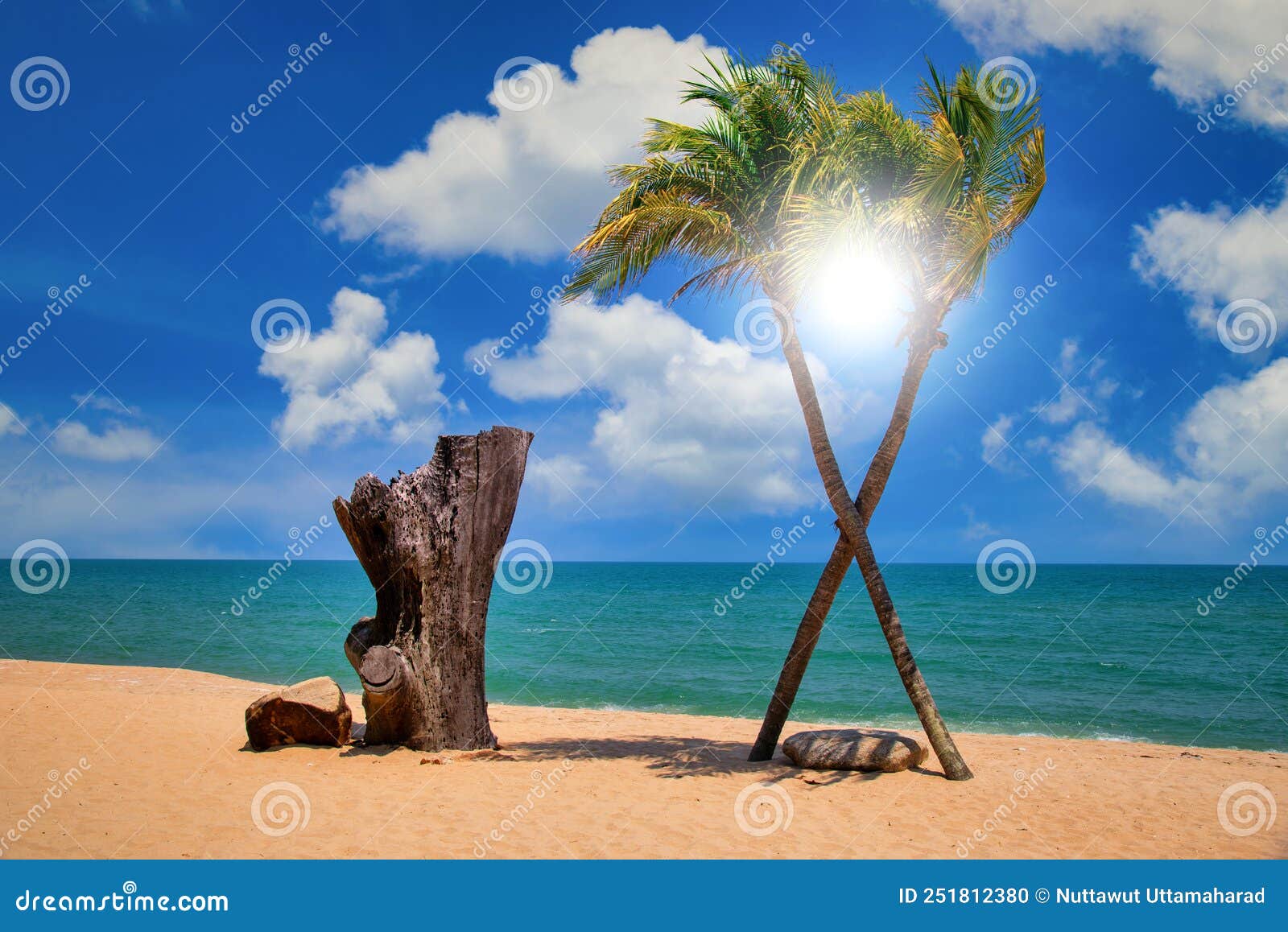 Two Coconut Palm Tree Cross on the Tropical Beach at Daytime Stock ...