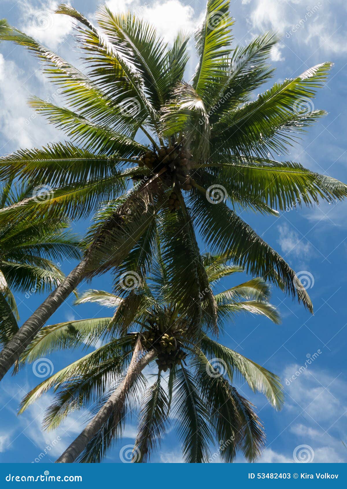 Two coconut palm trees stock image. Image of ocean, travel - 53482403