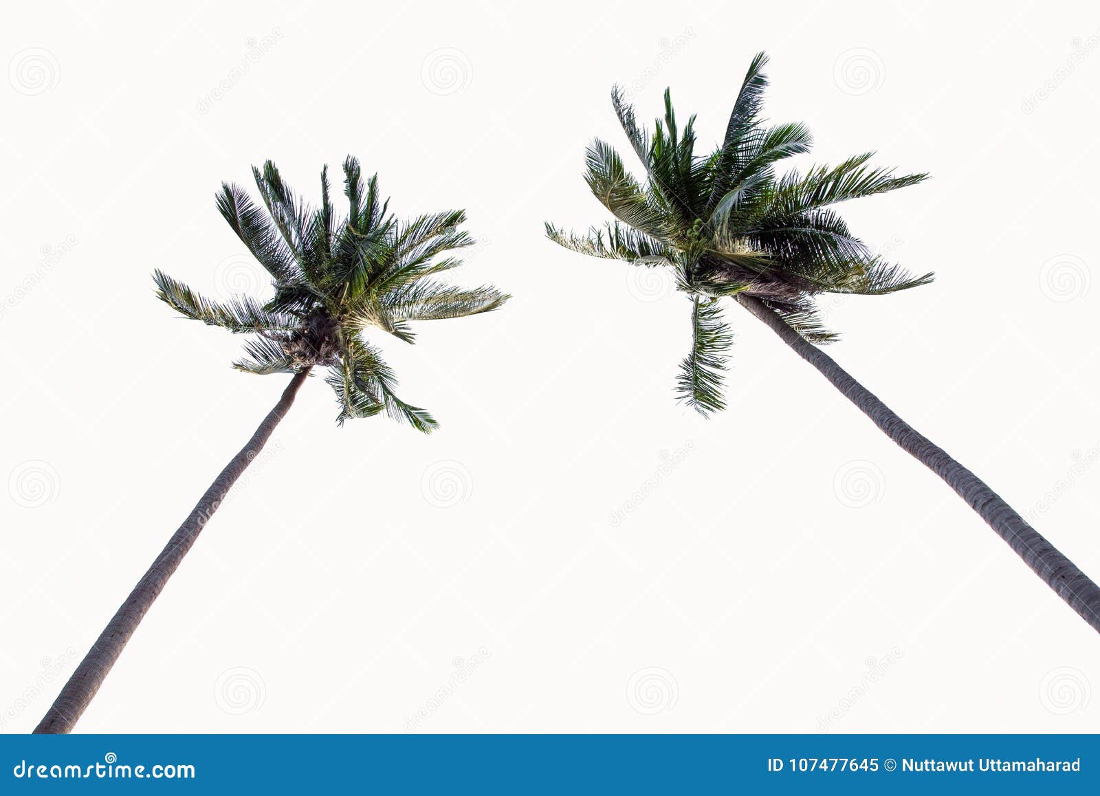 Two Coconut Palm Trees Isolated on White Stock Image - Image of leaf ...