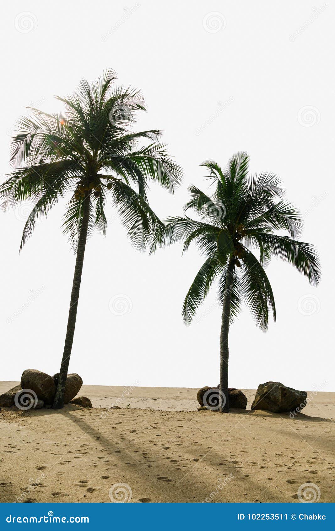 Two coconut palm trees stock image. Image of tree, objects - 102253511