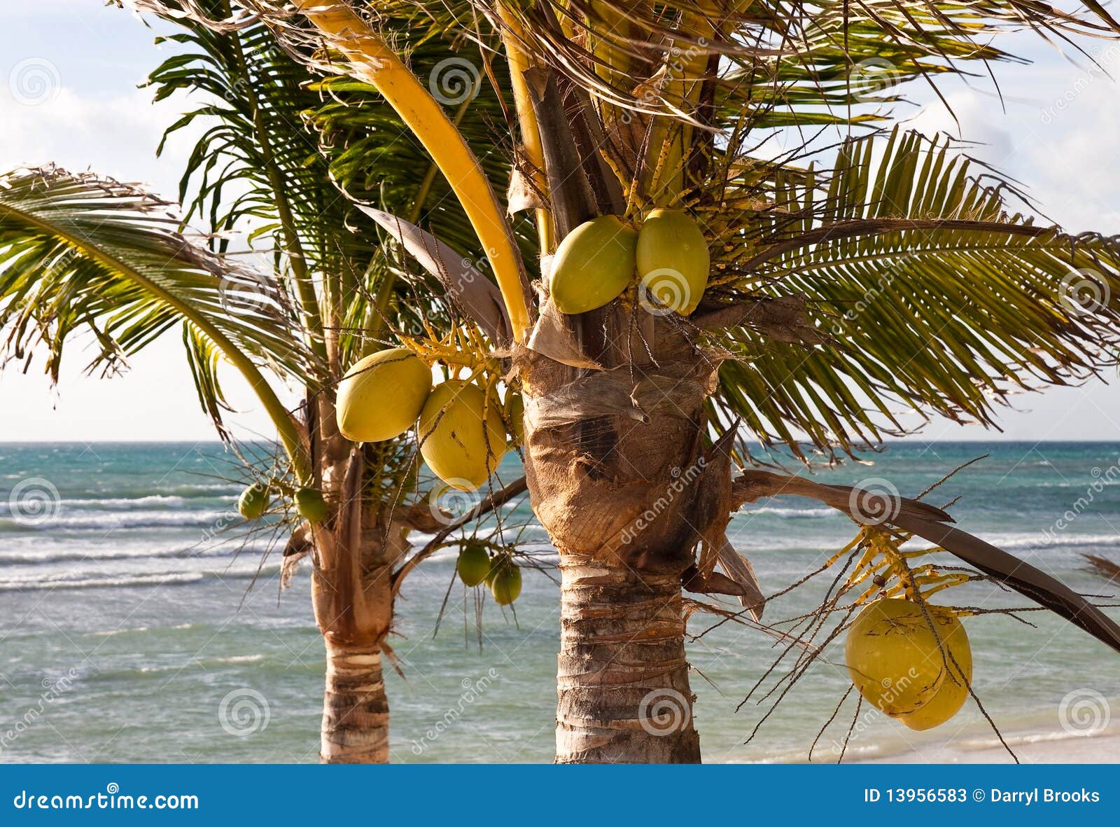 Two Coconut Palms on a Tropical Beach Stock Image - Image of ocean ...