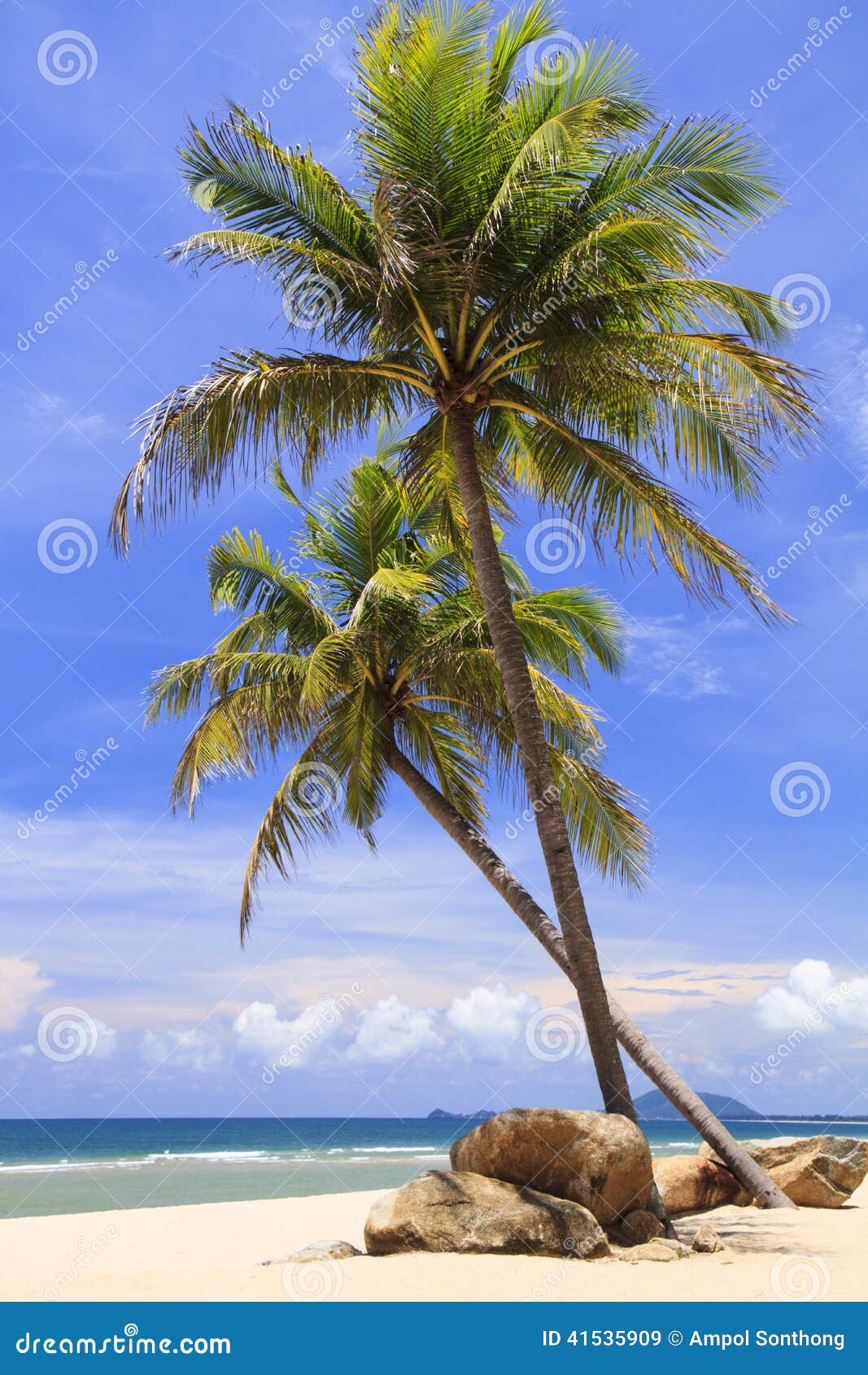 Two Coconut Tree with Stone on the Beach Stock Image - Image of plant ...