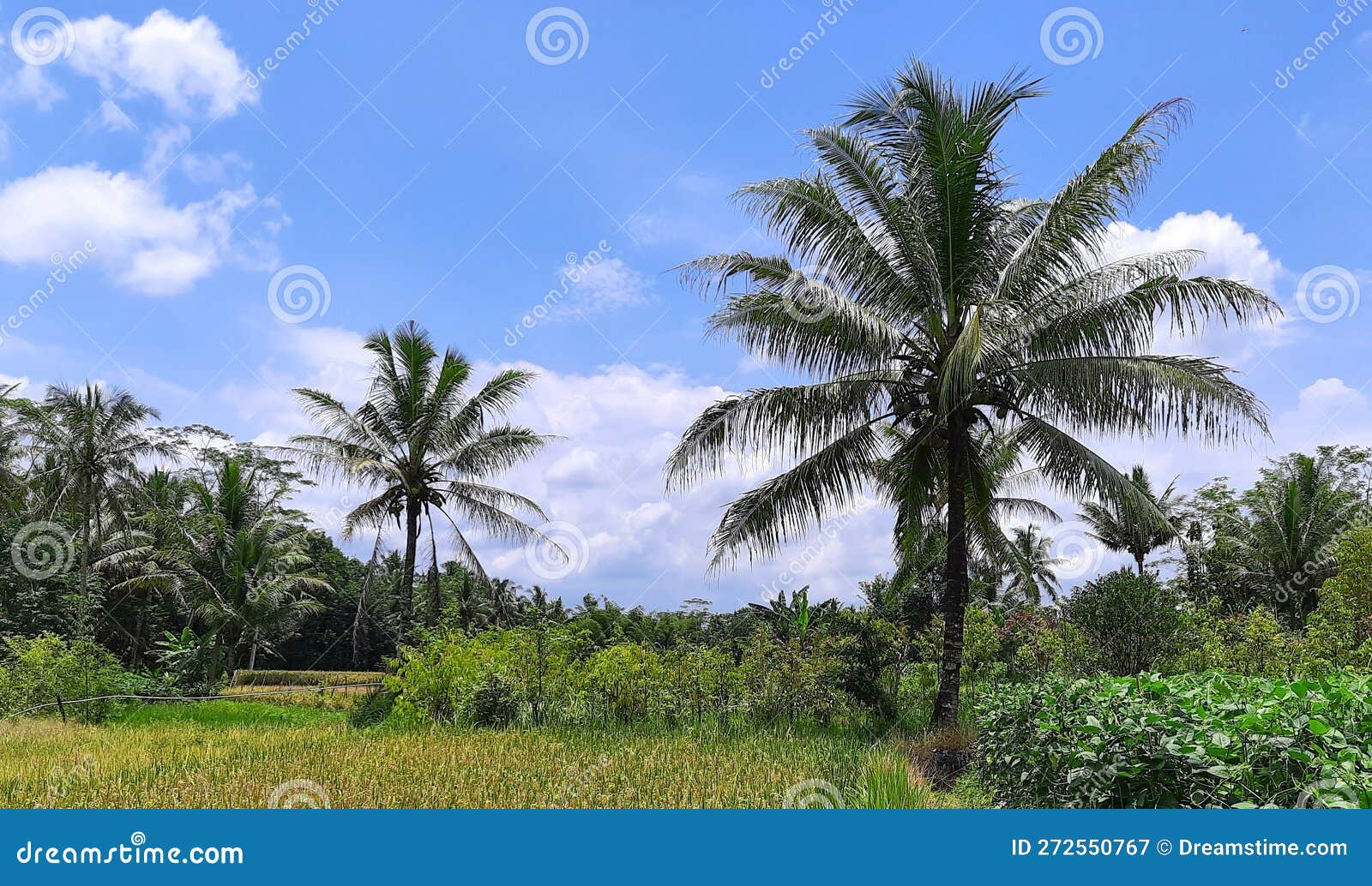 Two Coconut Tree Grows in the Midfle of a Farming Field Stock Image ...