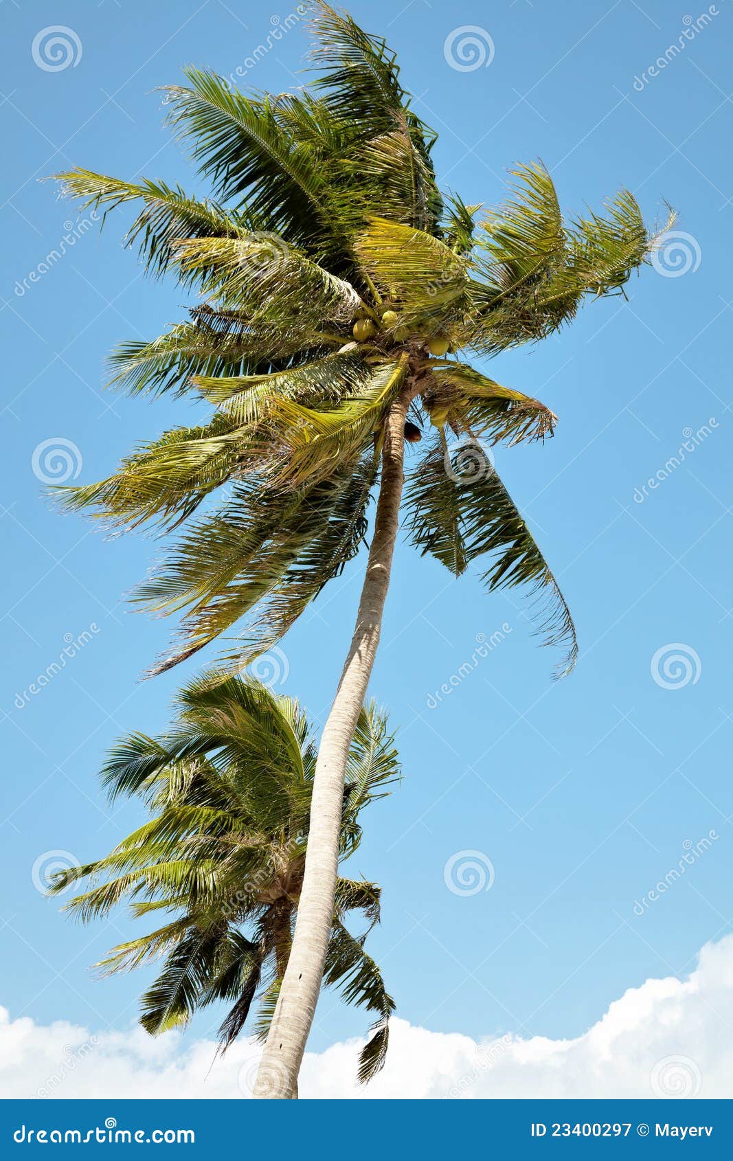 Two coconut trees stock image. Image of summer, tropical - 23400297