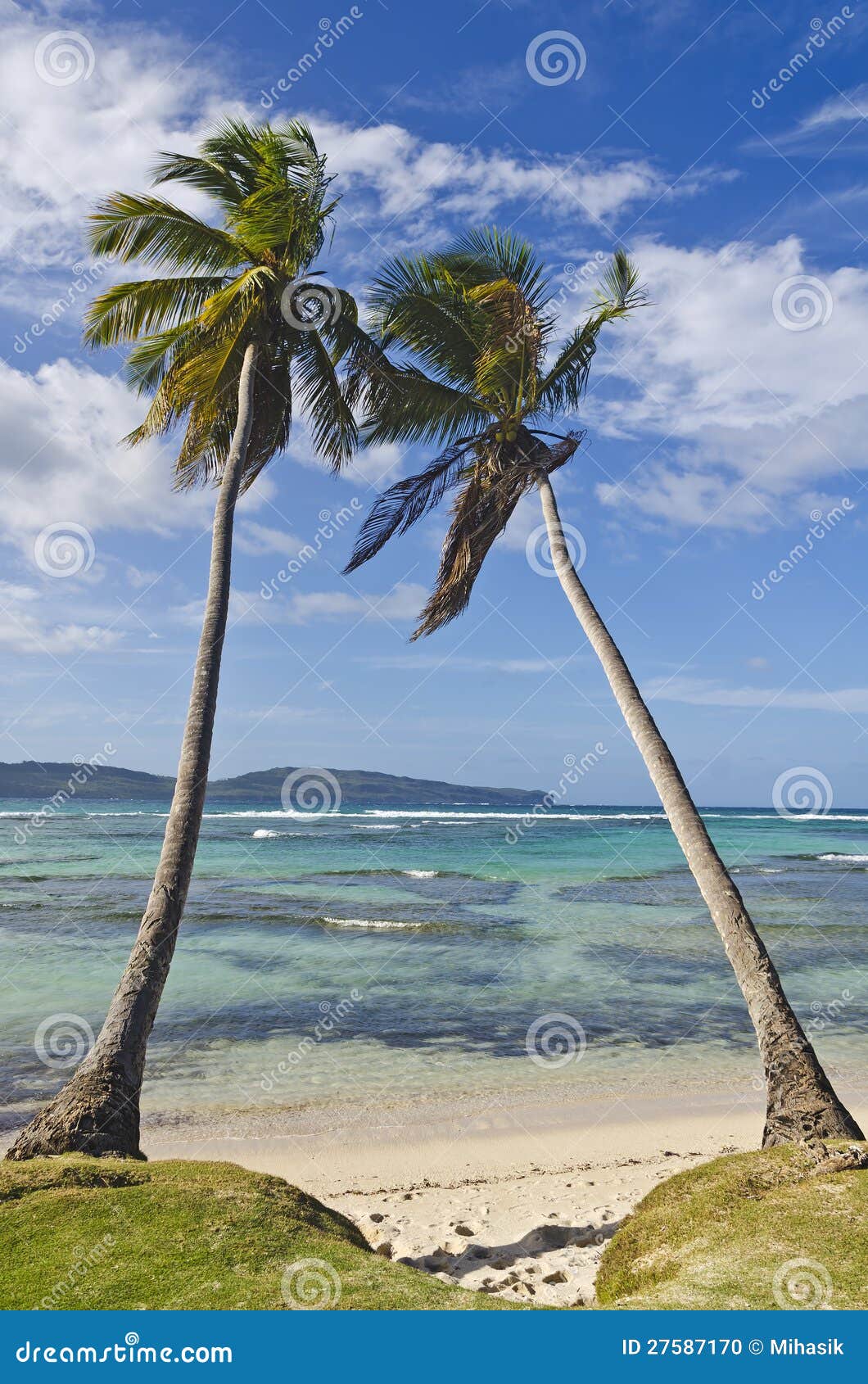 Two coconut trees stock photo. Image of azure, bright - 27587170