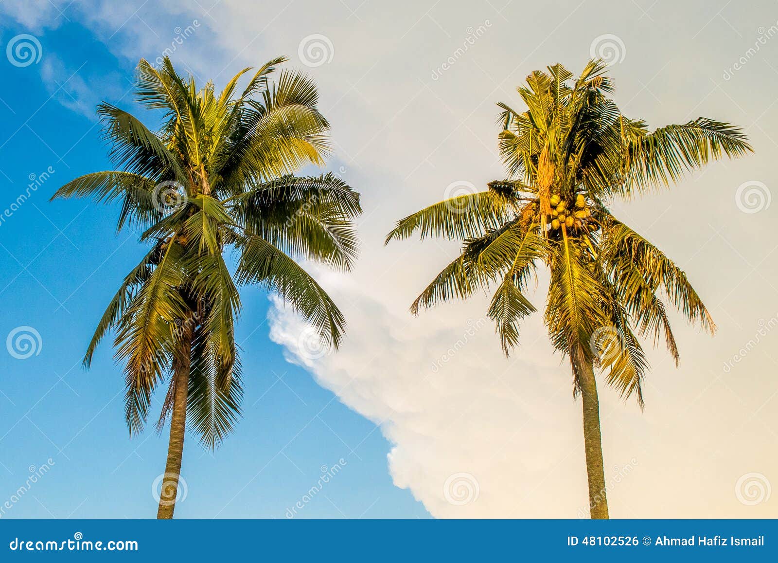 Two Coconut Trees and Blue Sky Stock Photo - Image of coconut, maldives ...