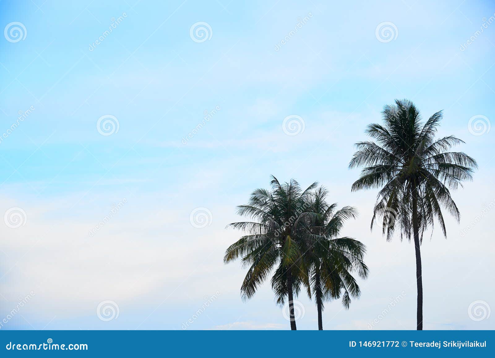 Three Coconut Trees and Blue Sky Background Stock Photo - Image of ...