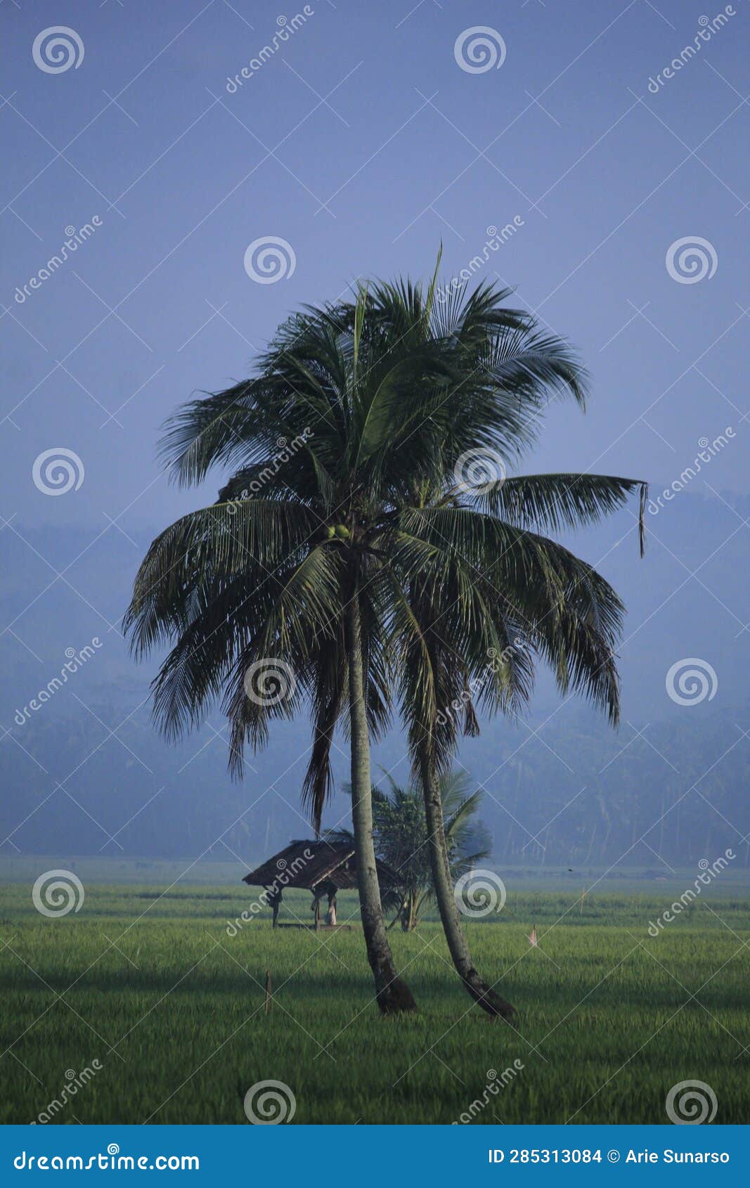 Two Coconut Trees Located in the Middle of a Stretch of Rice Fields ...